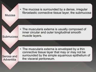 Esophagus anatomy and histology | PPTX