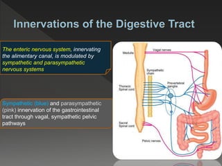 Esophagus anatomy and histology | PPTX