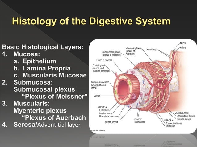 Esophagus anatomy and histology
