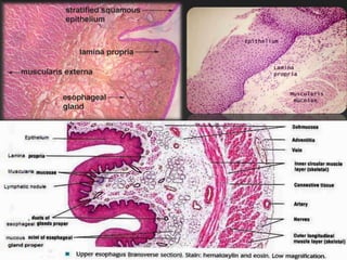 Esophagus anatomy and histology