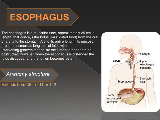 Esophagus anatomy and histology