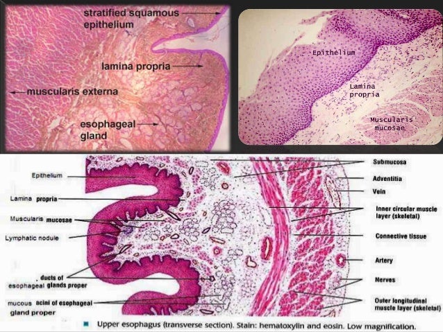 Esophagus Histology