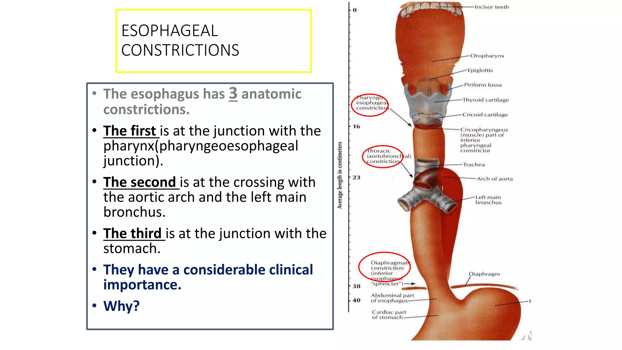 esophagus.pptx