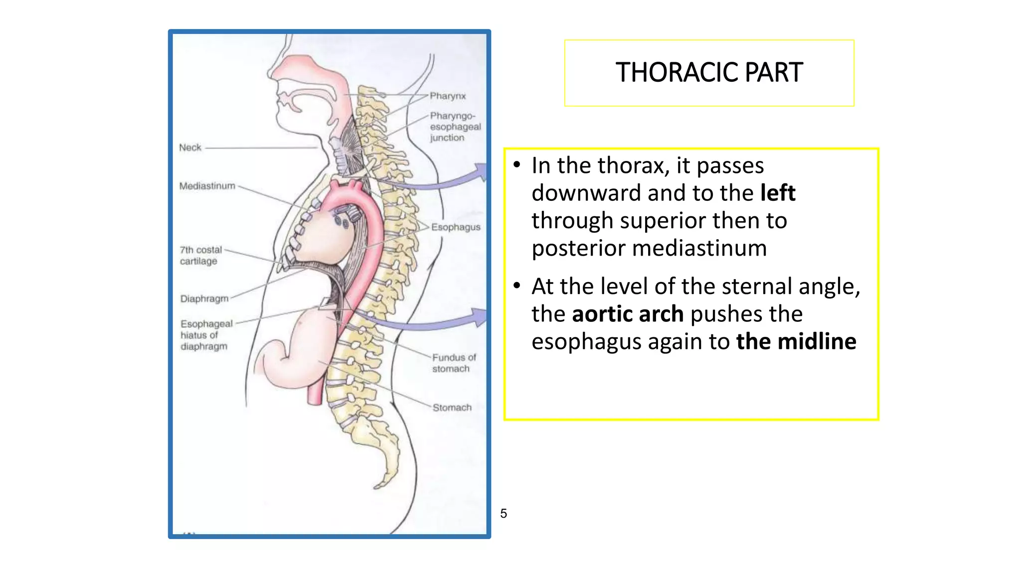 esophagus.pptx