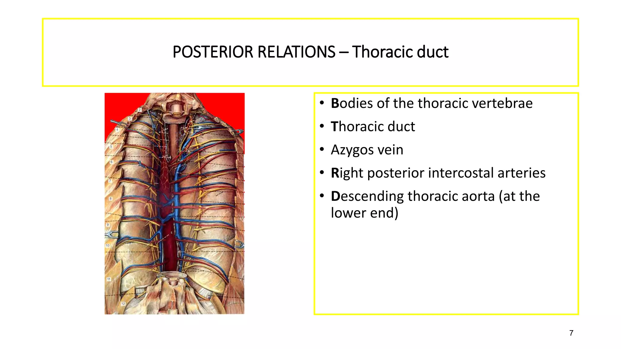 esophagus.pptx