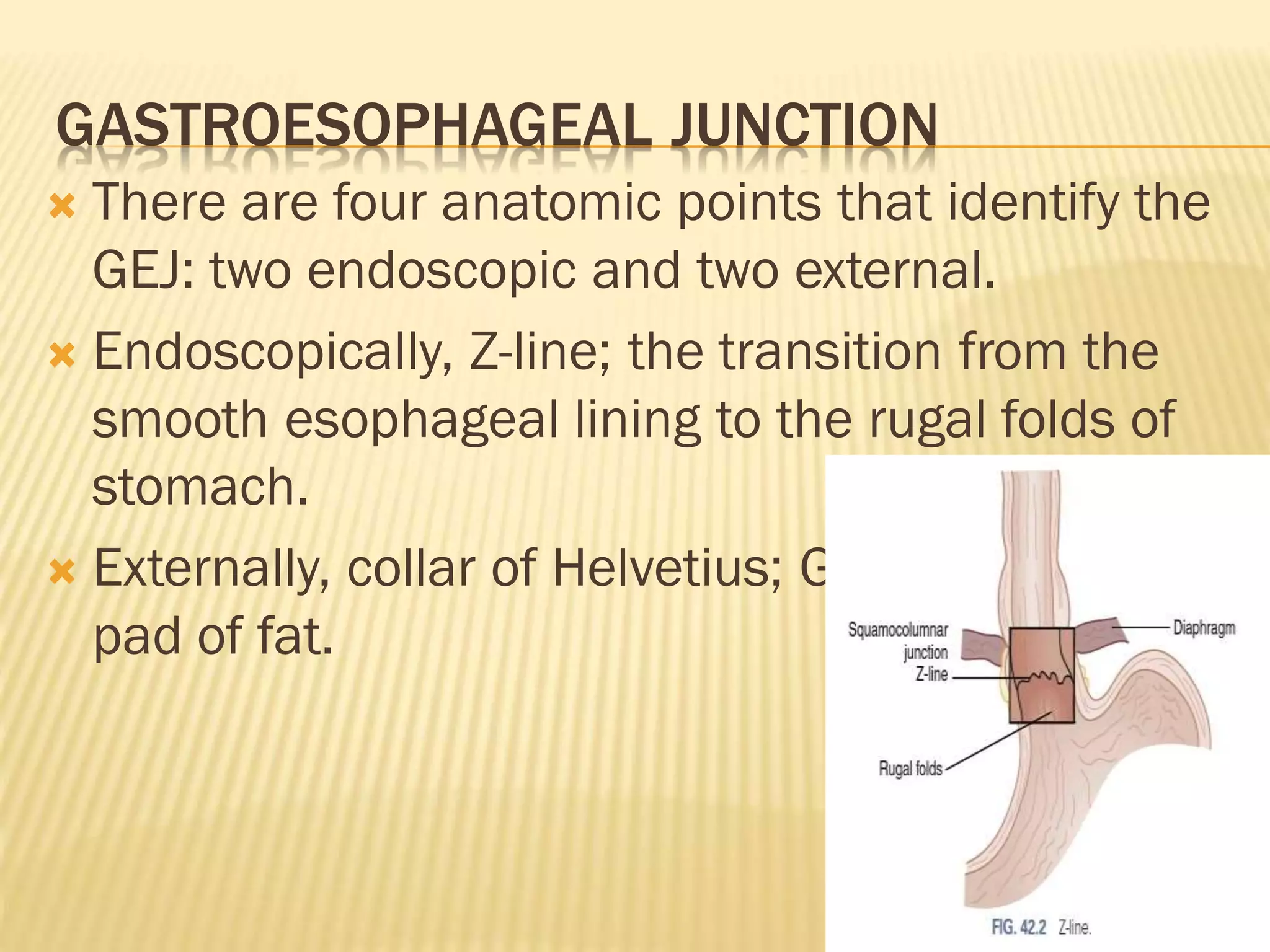 esophagus.pdf