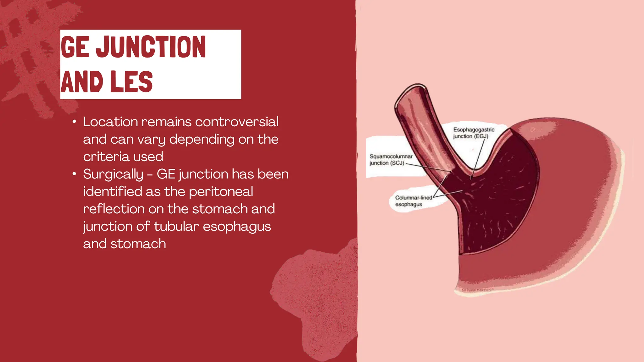 Anatomy of esophagus and GE junction: FALS 2024 | PPTX