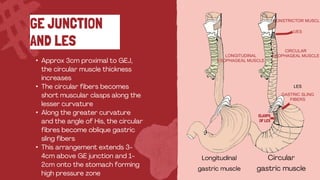 Anatomy of esophagus and GE junction: FALS 2024 | PPTX