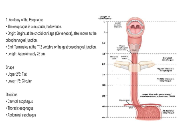 Esophagus anatomy and physiology overview | PPT