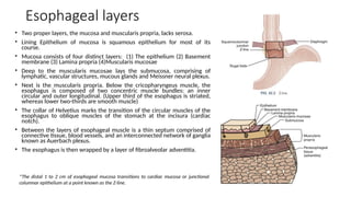 Surgical anatomy, physiology and procedures of esophagus.pptx