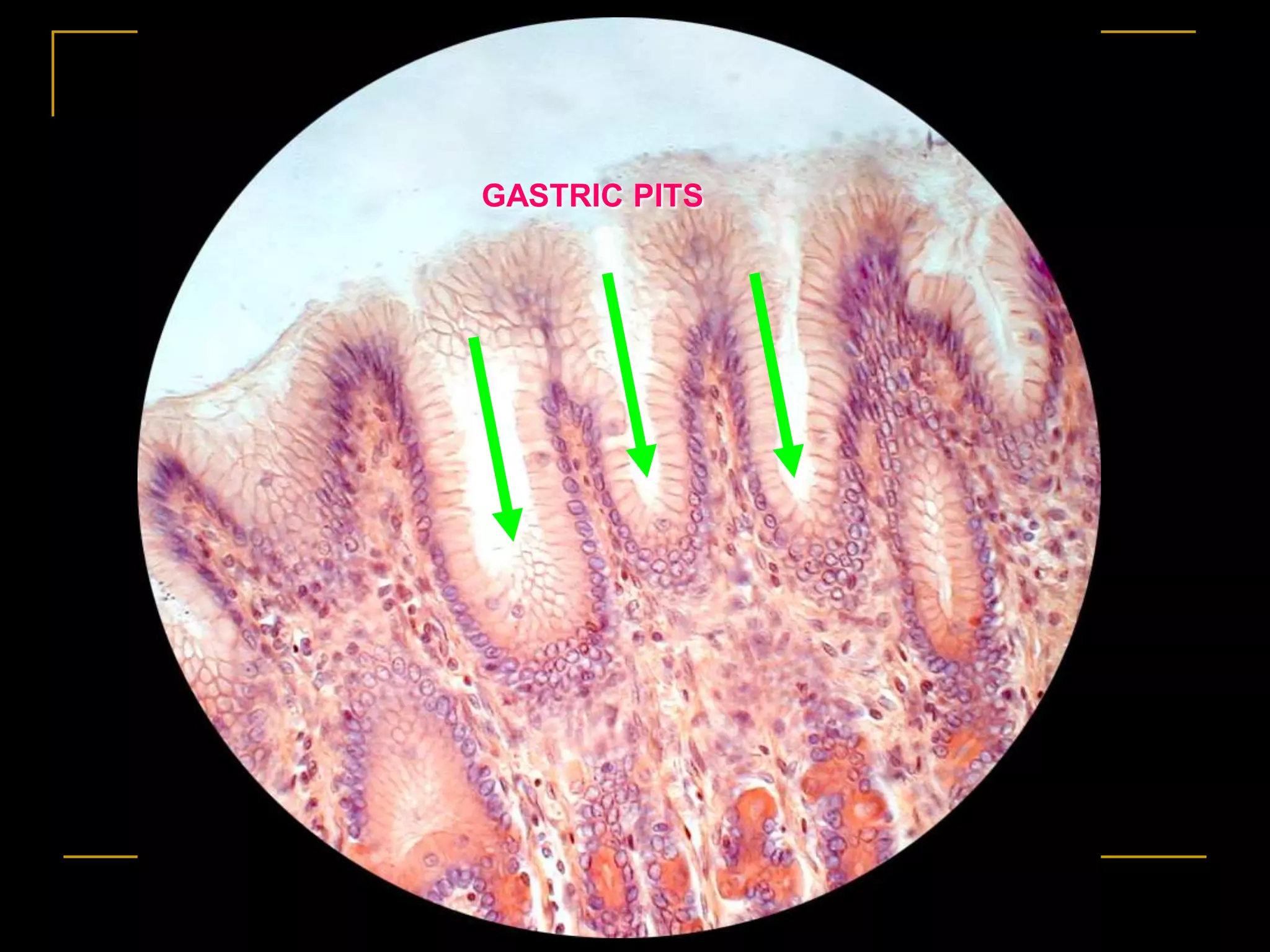 HIStology ..Esophagus intestine stom engl | PPT