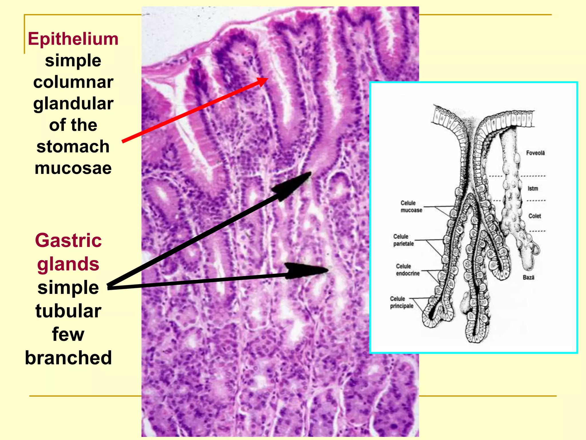 HIStology ..Esophagus intestine stom engl | PPT