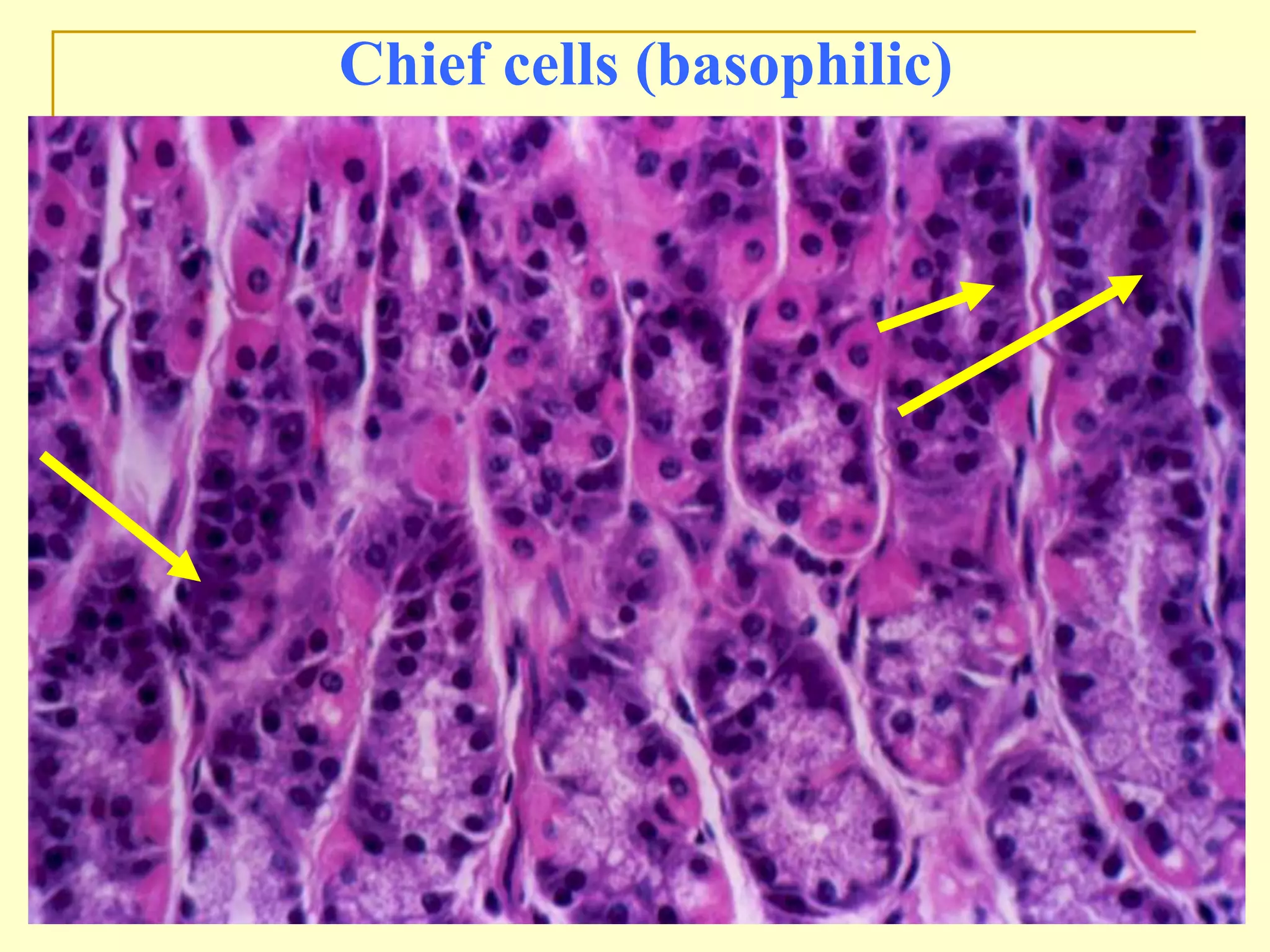 HIStology ..Esophagus intestine stom engl | PPT