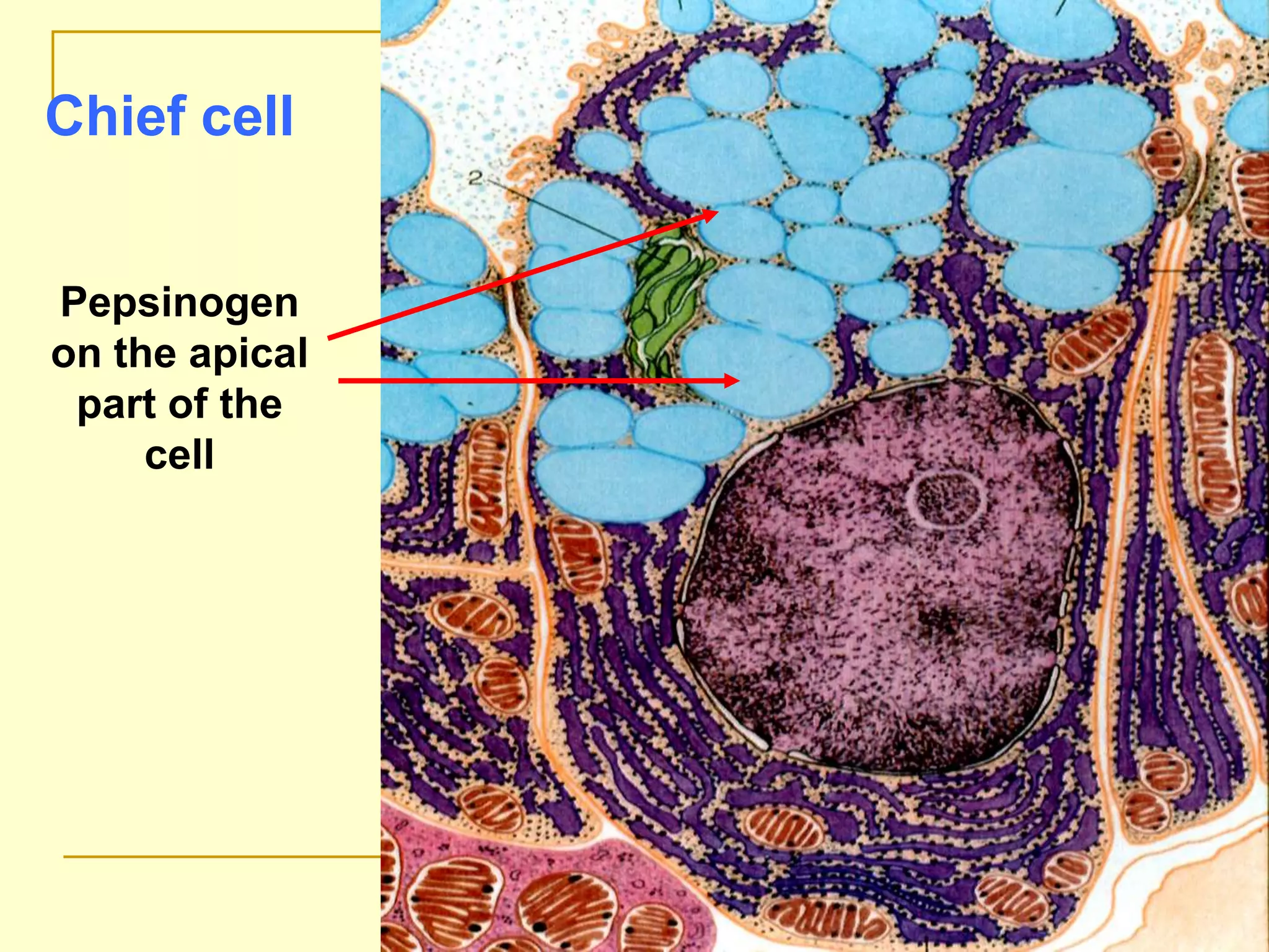 HIStology ..Esophagus intestine stom engl | PPT