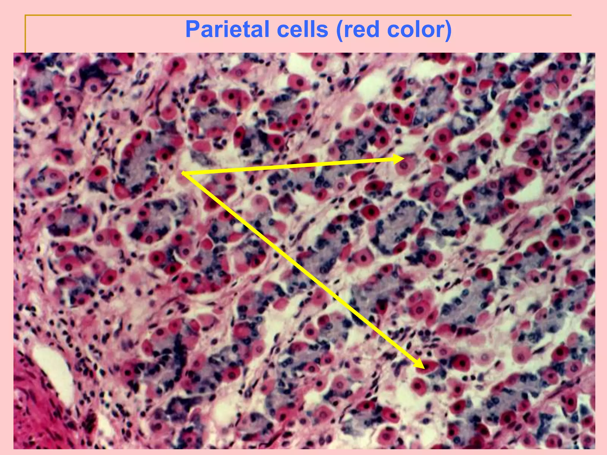 HIStology ..Esophagus intestine stom engl | PPT