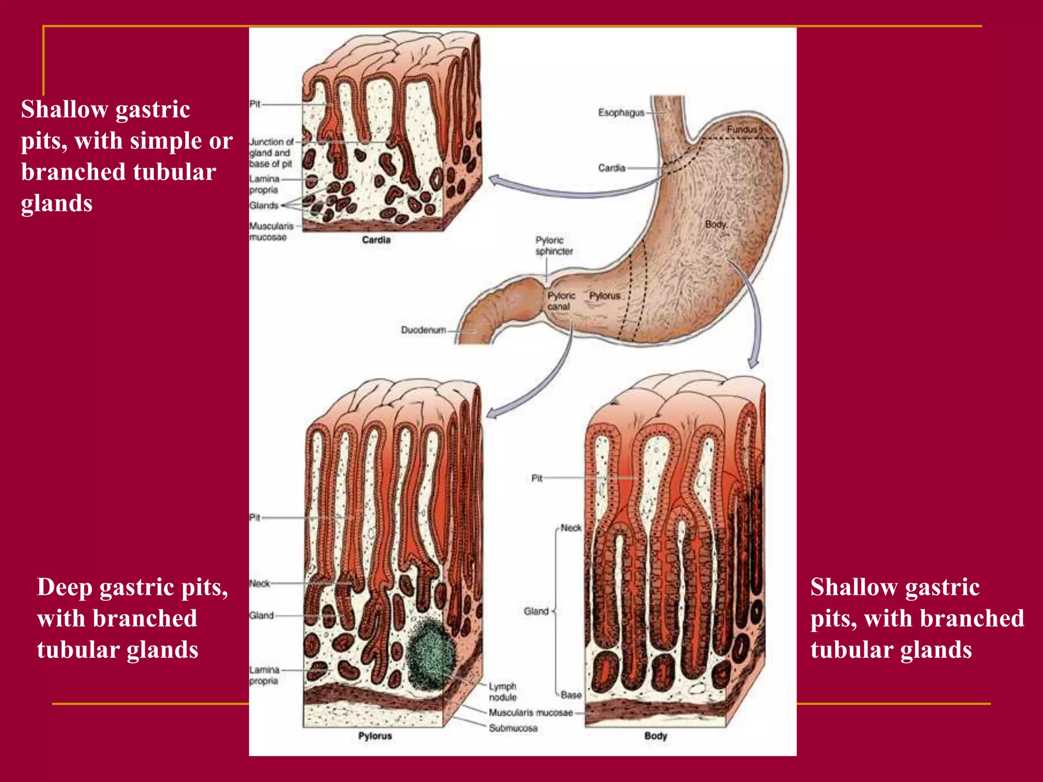 HIStology ..Esophagus intestine stom engl | PPT