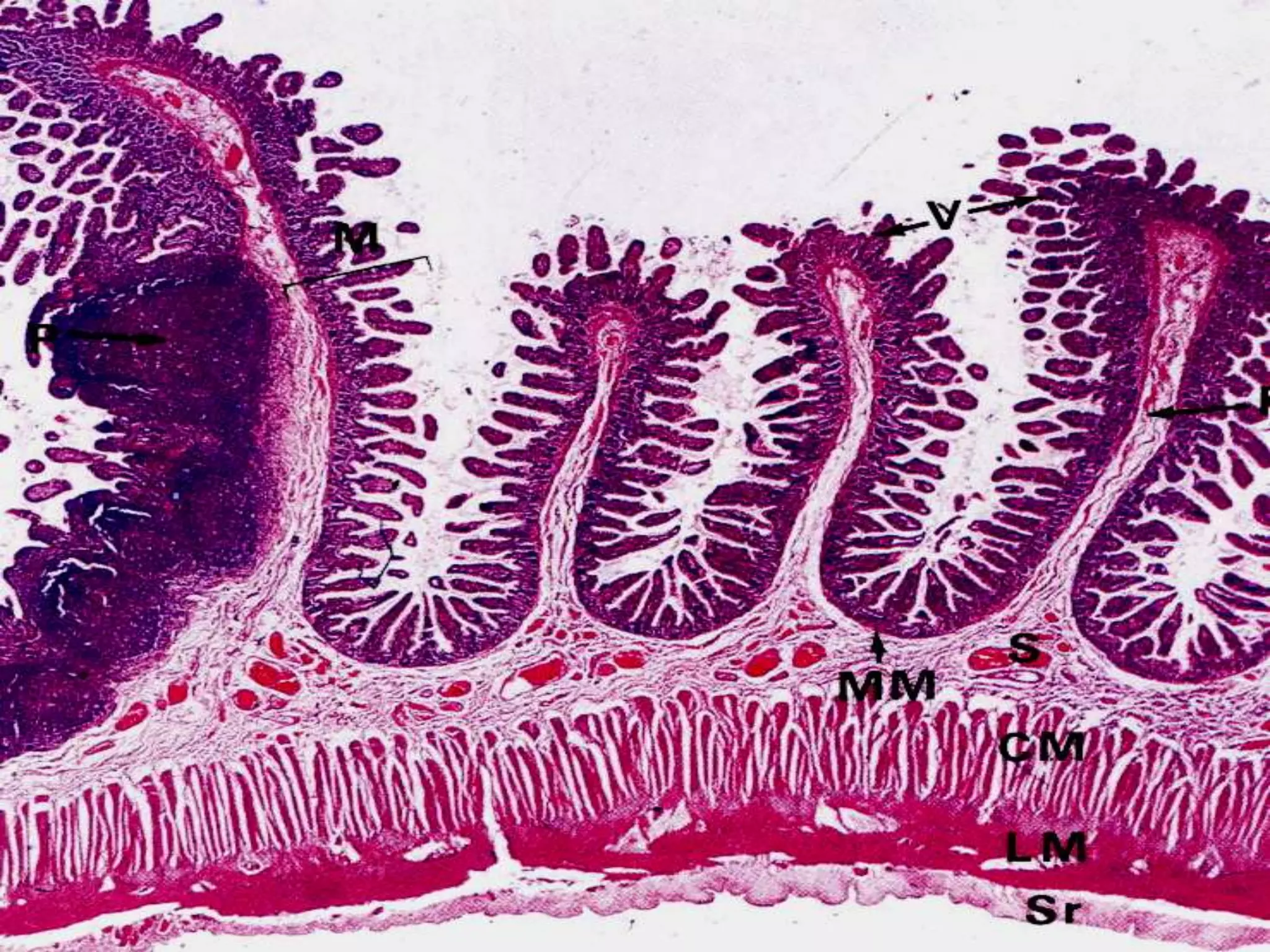 HIStology ..Esophagus intestine stom engl | PPT