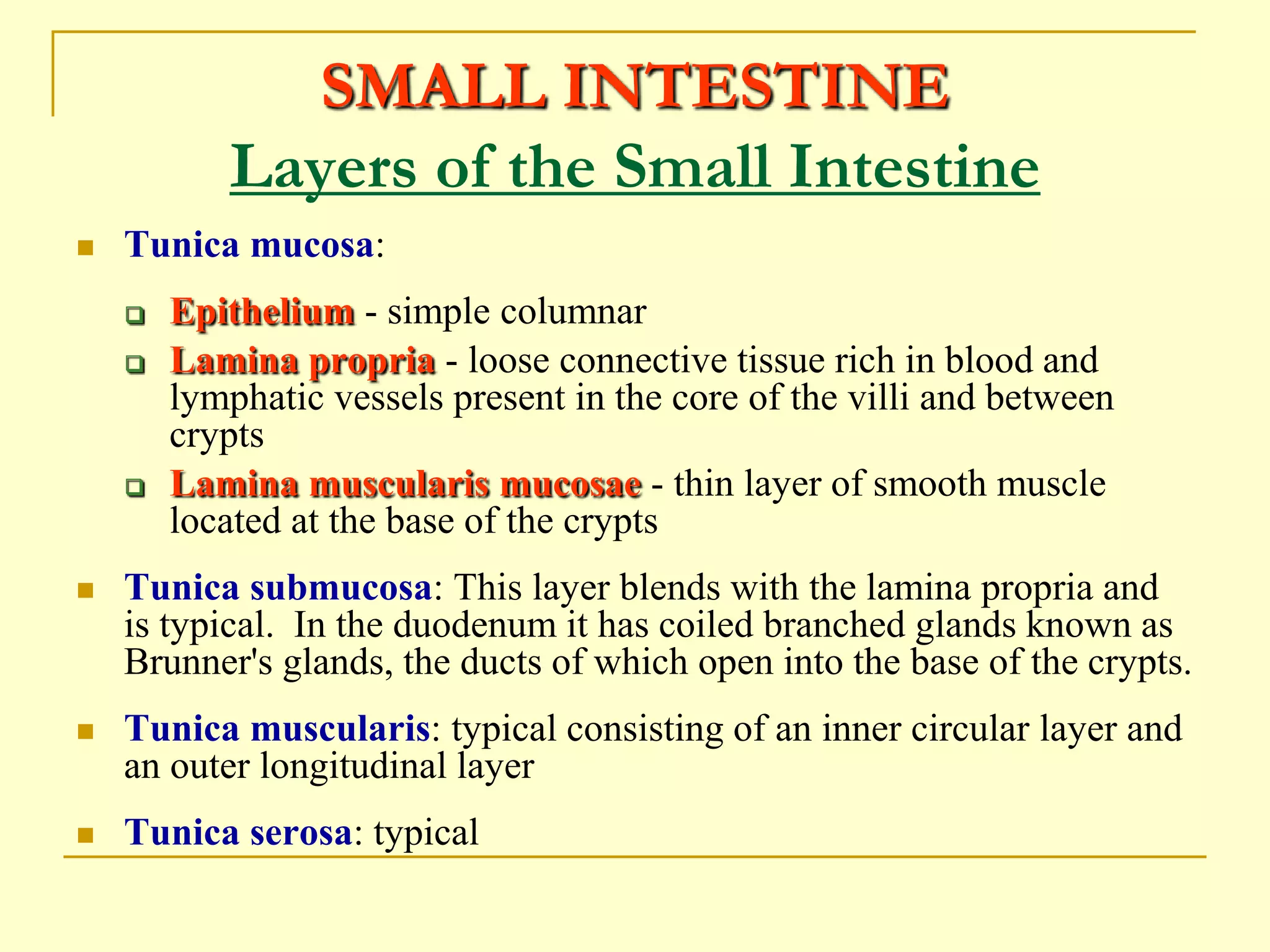 HIStology ..Esophagus intestine stom engl | PPT