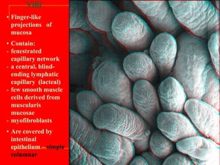 HIStology ..Esophagus intestine stom engl | PPT