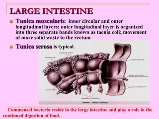 HIStology ..Esophagus intestine stom engl | PPT