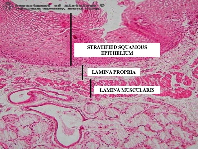 Lamina Propria Histology Tongue