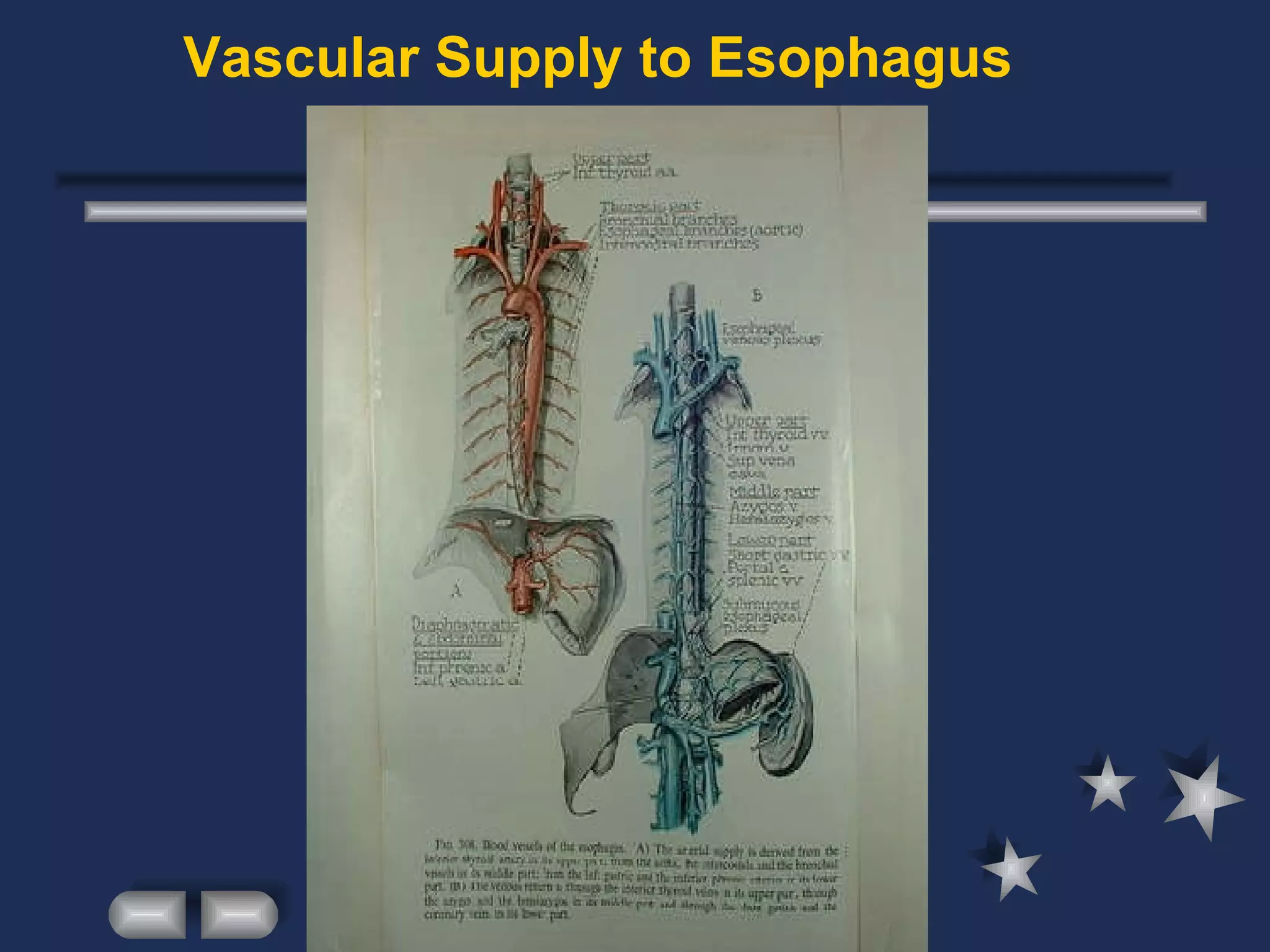 Esophagus Ppt Surgery Lect#2 | PPT