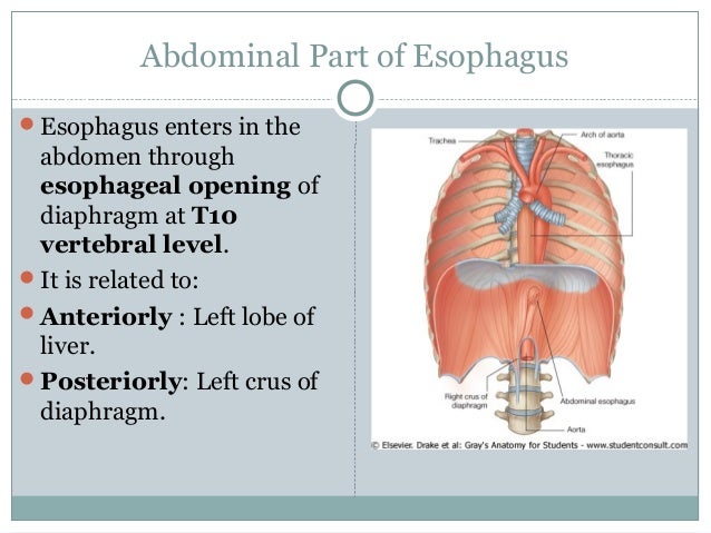 Esophagus stomach-dr.gosai
