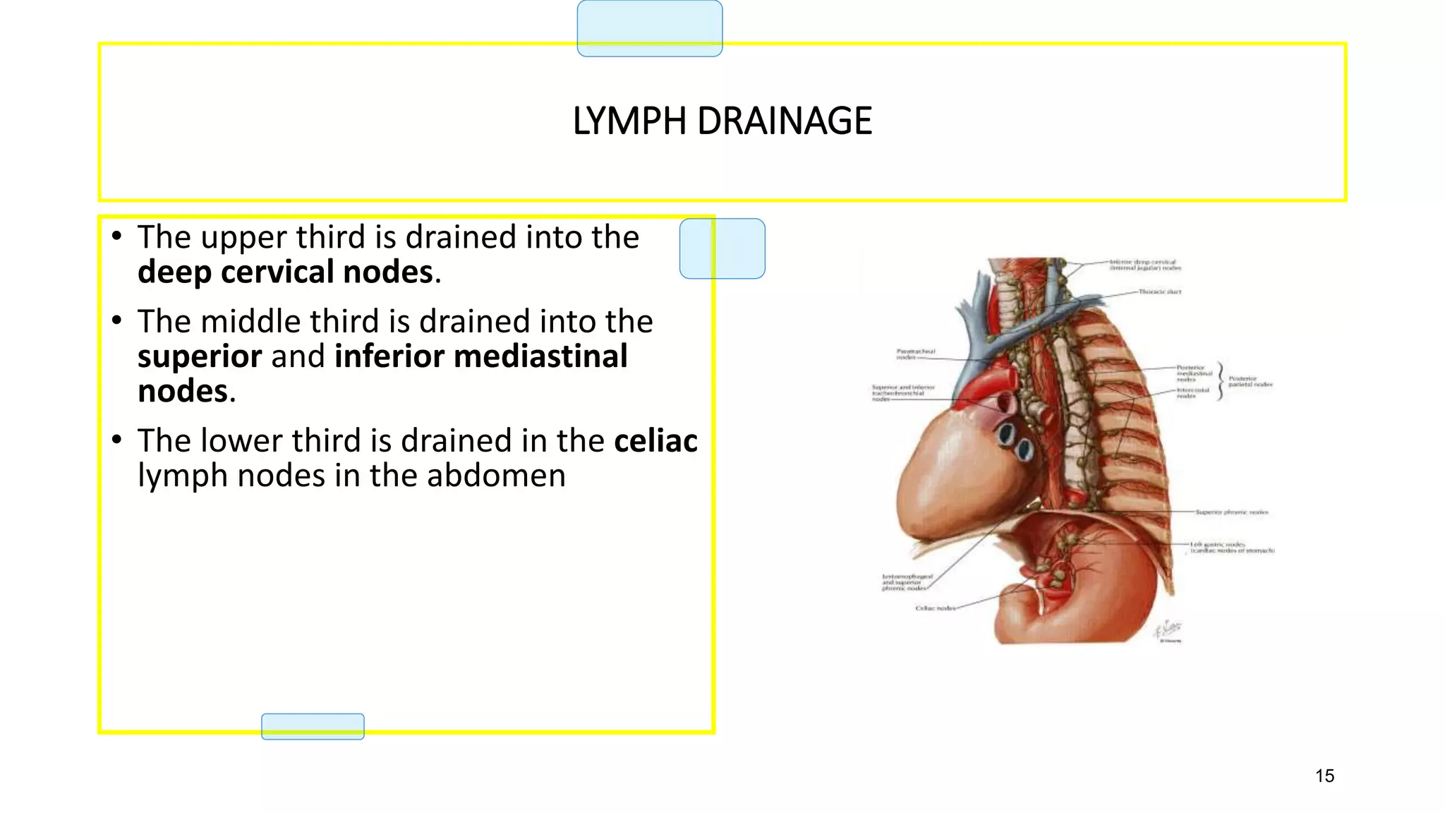 esophagus (1).pptx | Thyroid Disorders | Endocrine and Metabolic Diseases
