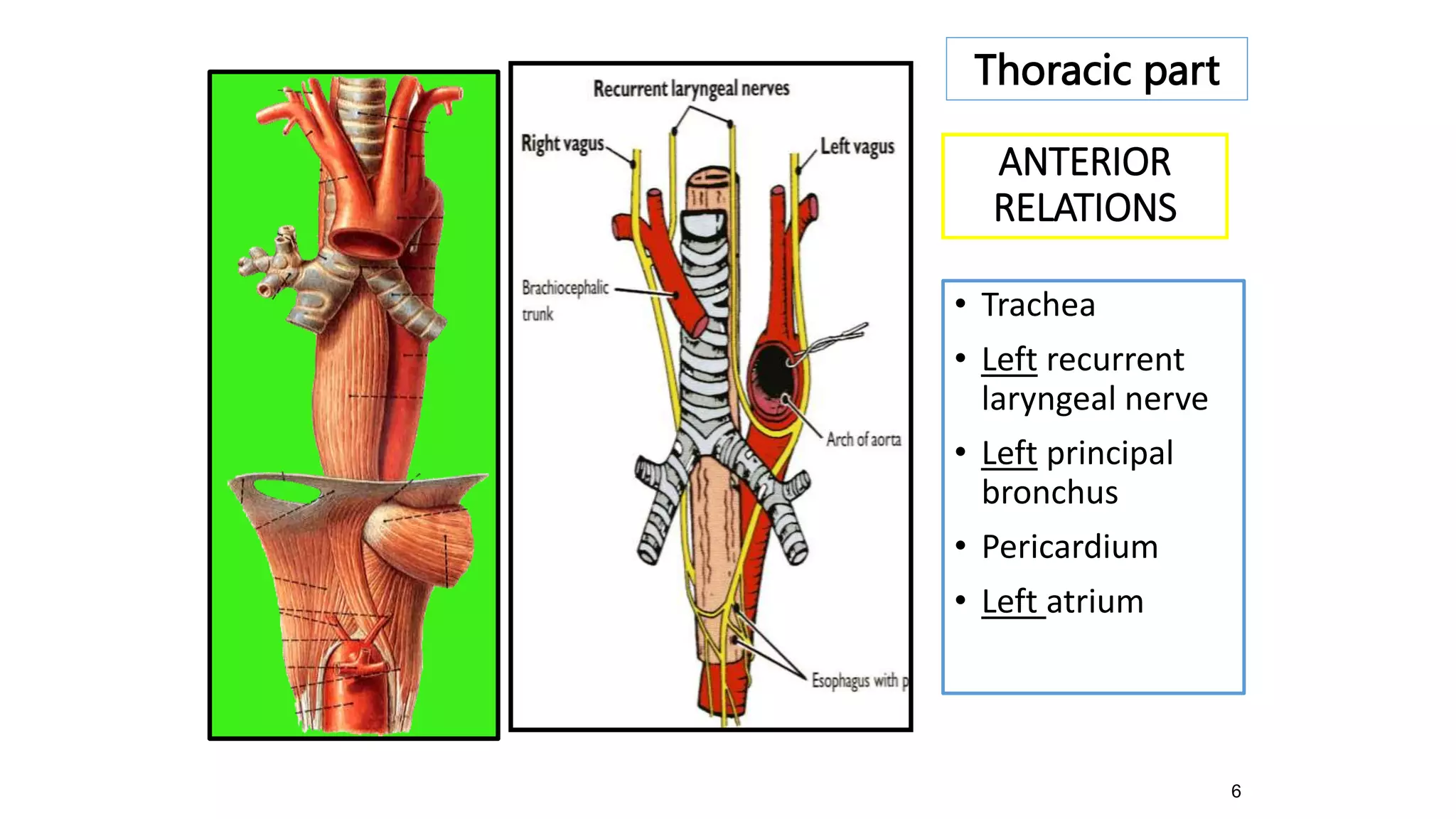 esophagus (1).pptx | Thyroid Disorders | Endocrine and Metabolic Diseases