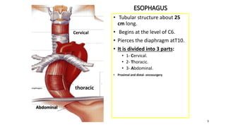 esophagus (1).pptx | Thyroid Disorders | Endocrine and Metabolic Diseases