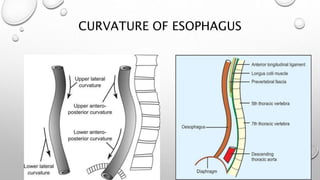 esophagus(by maria).pptx