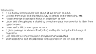Anatomy and physiology of asophagus modified.pptx