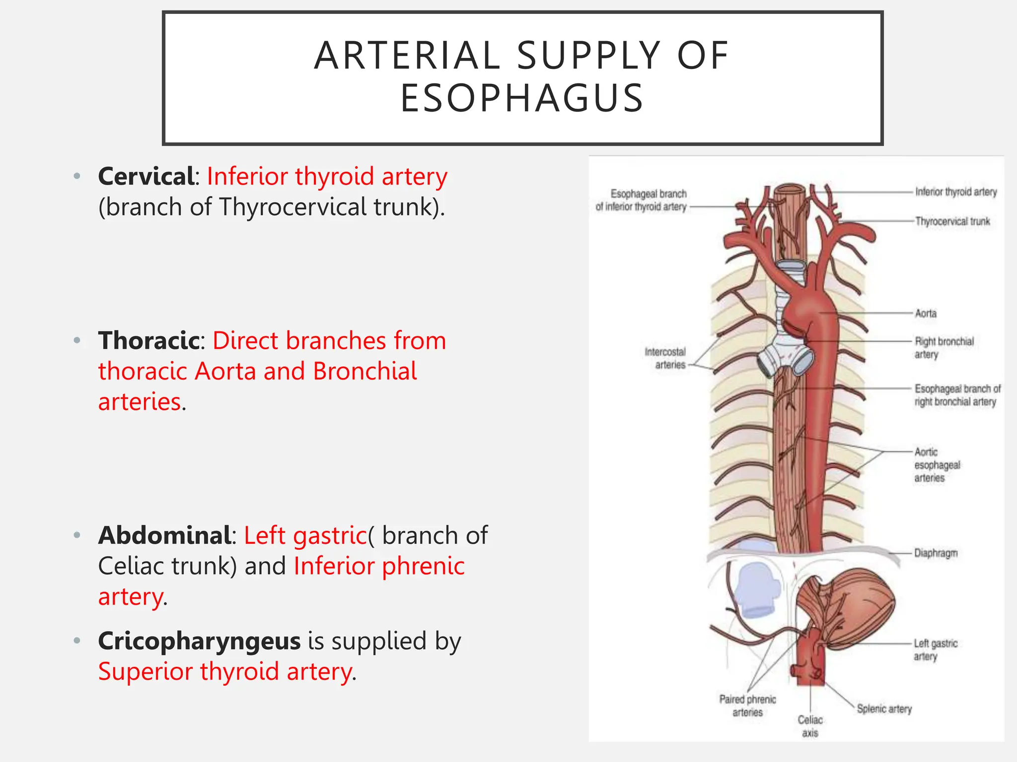 Oesophagus Anatomy And Physiology....... | PPTX