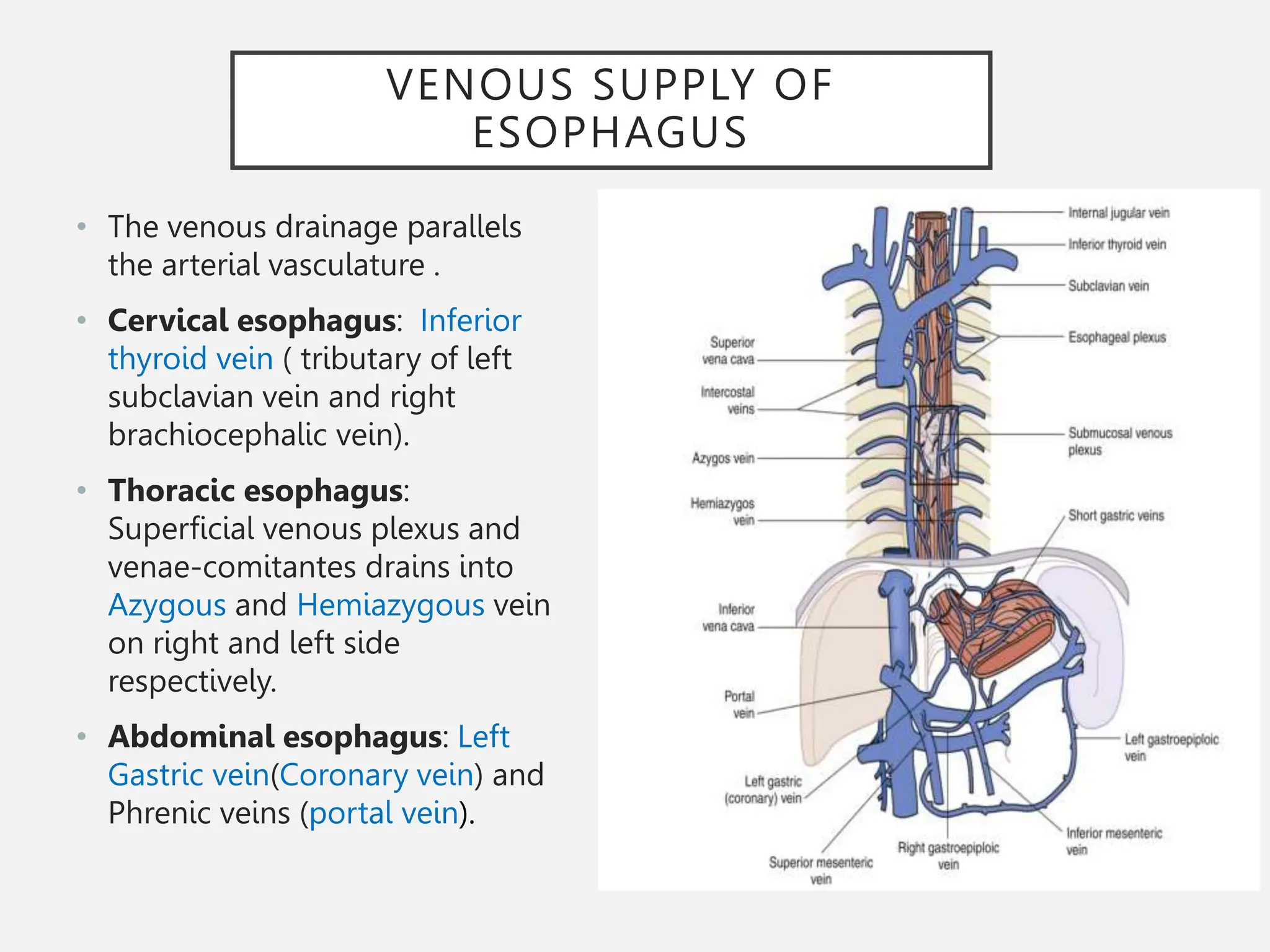 Oesophagus Anatomy And Physiology....... | PPTX