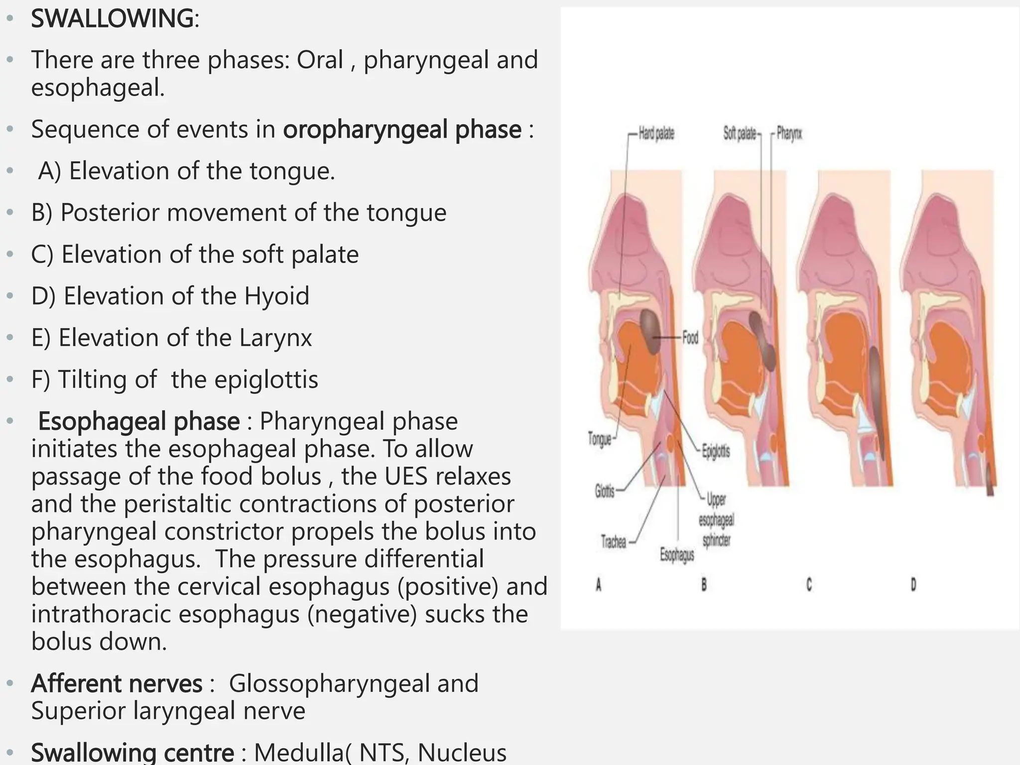 Oesophagus Anatomy And Physiology....... | PPTX