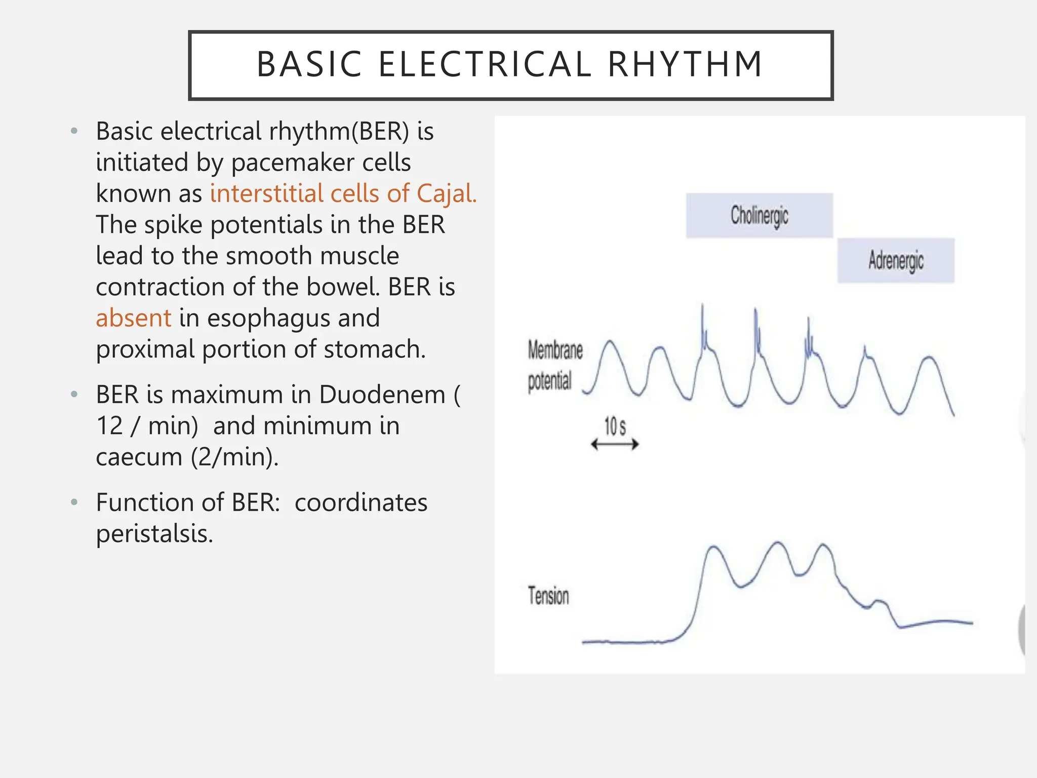 Oesophagus Anatomy And Physiology....... | PPTX
