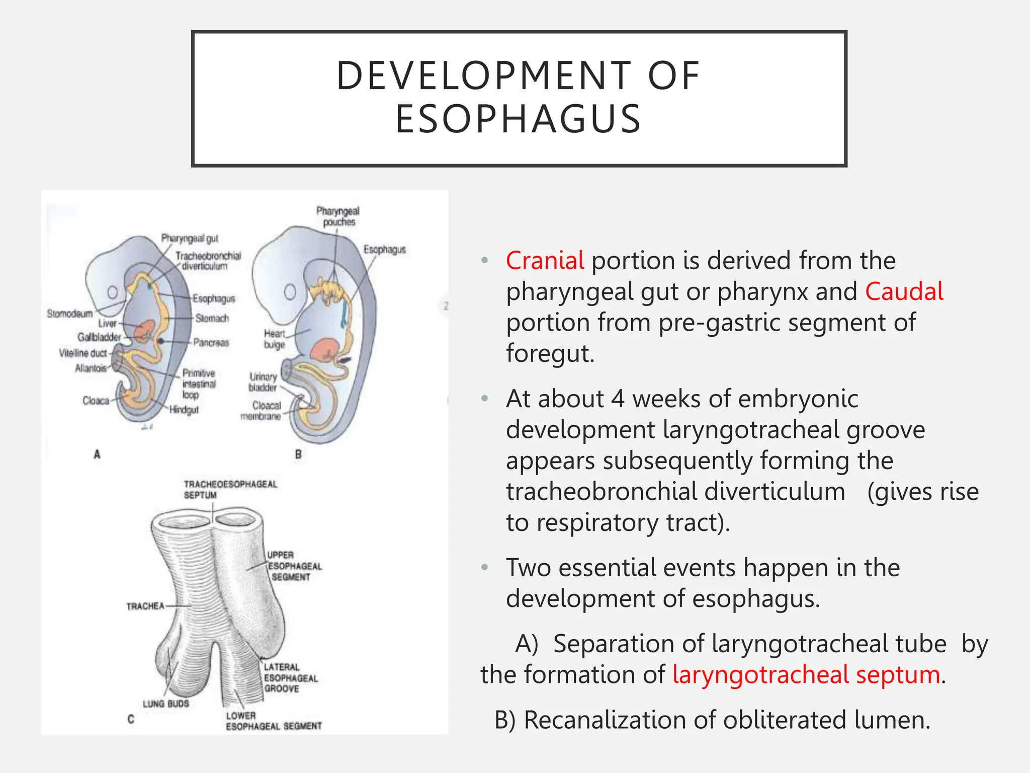 Oesophagus Anatomy And Physiology....... | PPTX
