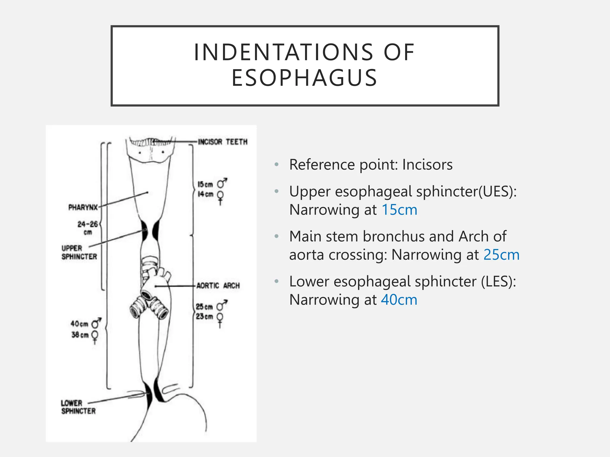 Oesophagus Anatomy And Physiology....... | PPTX
