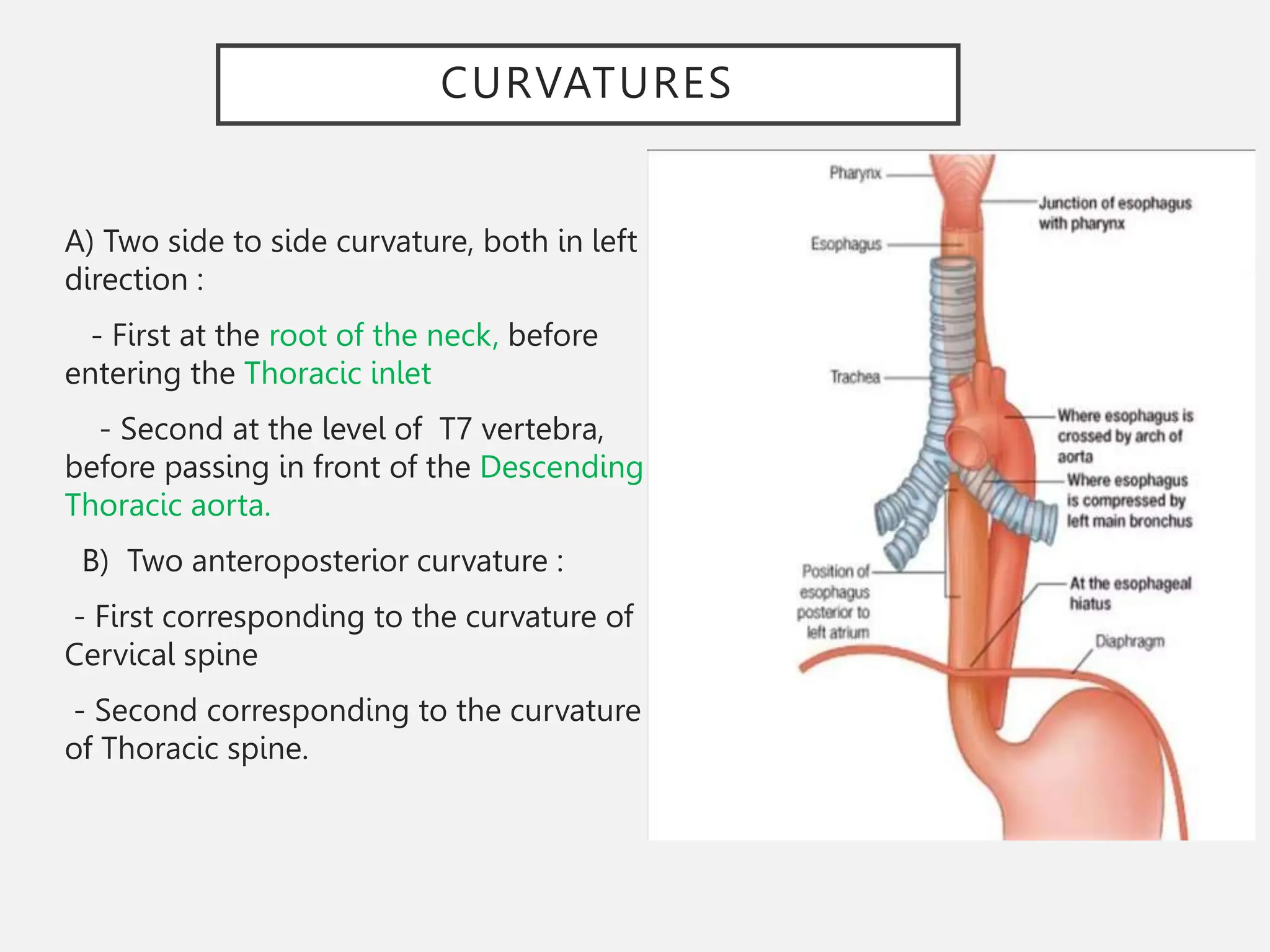 Oesophagus Anatomy And Physiology....... | PPTX