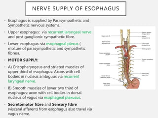 Oesophagus Anatomy And Physiology....... | PPTX