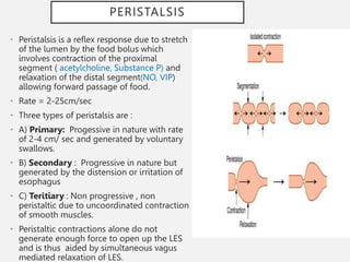 Oesophagus Anatomy And Physiology....... | PPTX