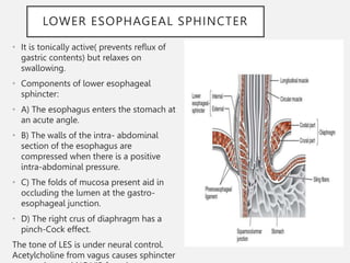 Oesophagus Anatomy And Physiology....... | PPTX