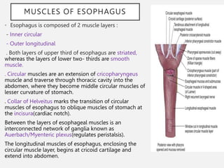 Oesophagus Anatomy And Physiology....... | PPTX