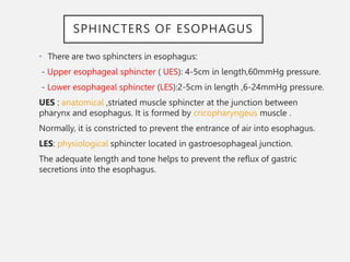 Oesophagus Anatomy And Physiology....... | PPTX