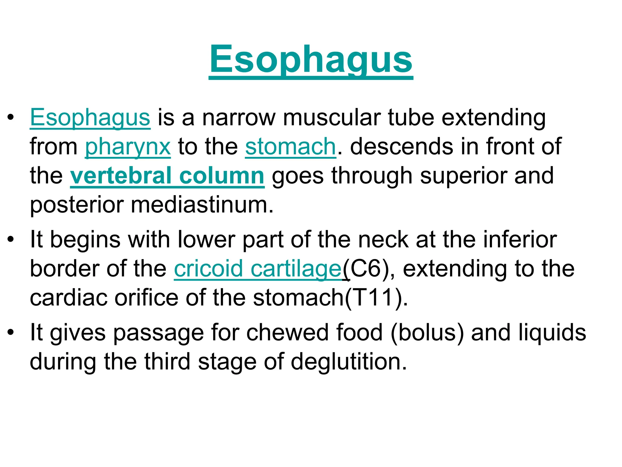 Anatomy of esophagus & Applied Aspects.pptx