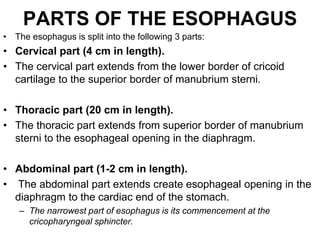 Anatomy of esophagus & Applied Aspects.pptx