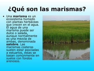 Espacio Natural Andaluz// Marismas | PPT
