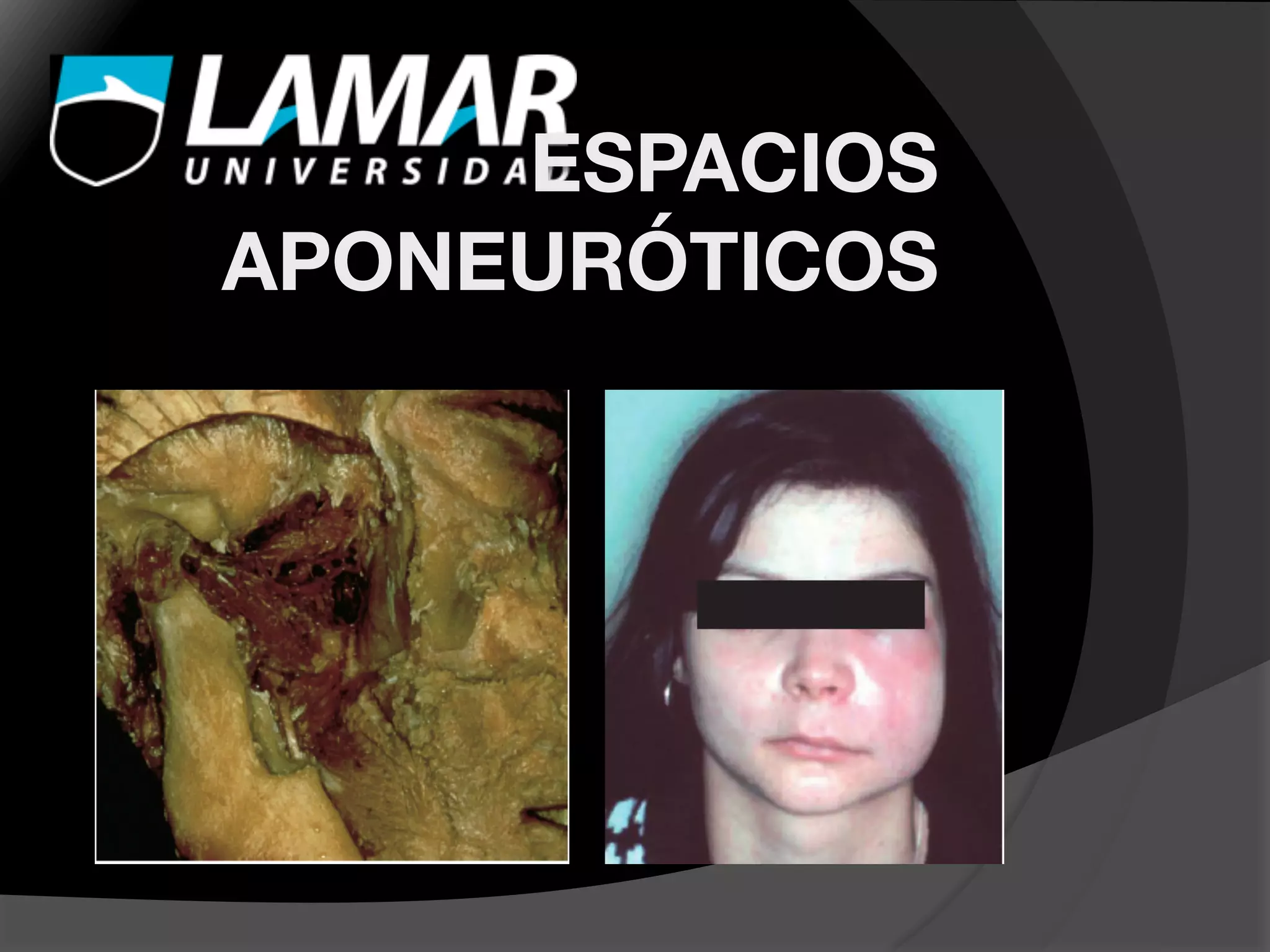 Espacios aponeuroticos | PDF