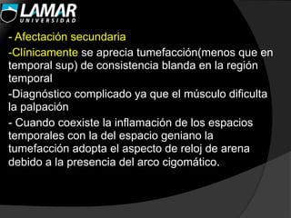 Espacios aponeuroticos | PDF