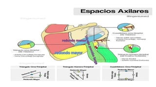 ESPACIOS AXILARES ,todos los músculos que los conforman | PPTX